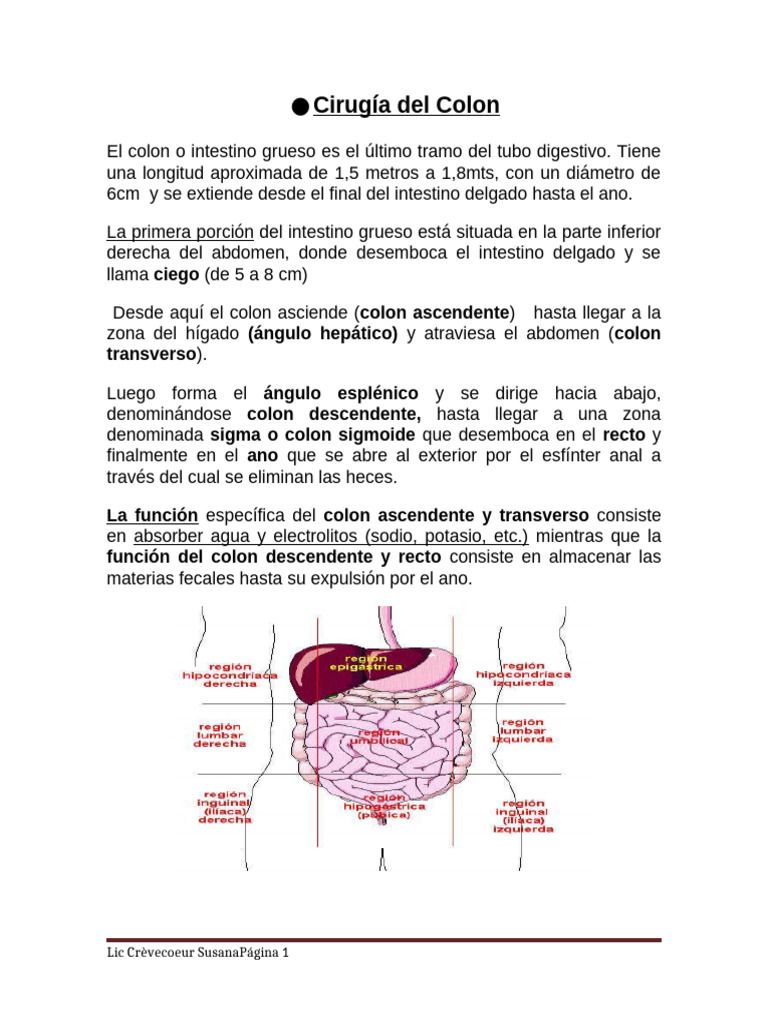 3-C. Cólon. | PDF | Intestino grueso | Anatomía