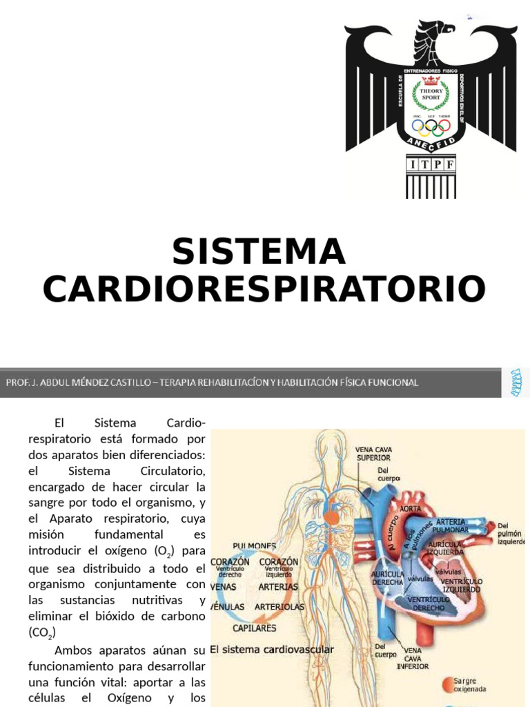 Trhff09 Sistema Cardiorespiratorio | PDF | Sistema circulatorio | Vena