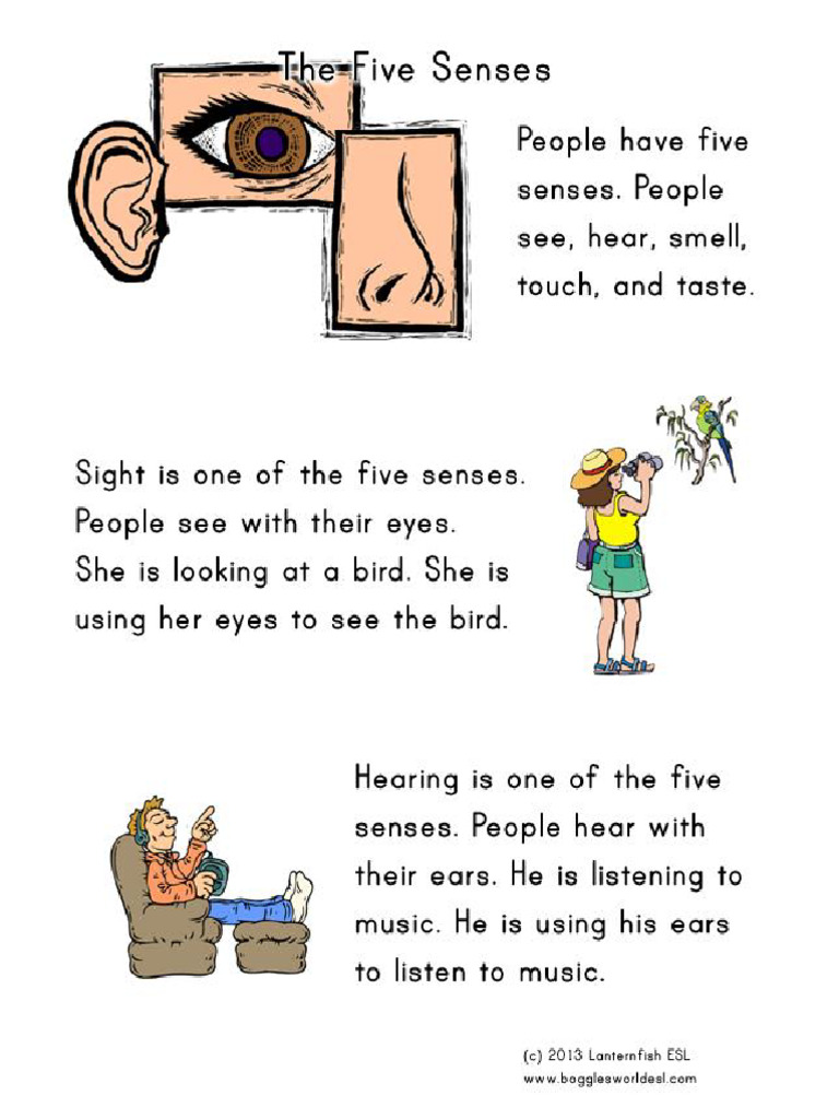 The Five Senses | PDF