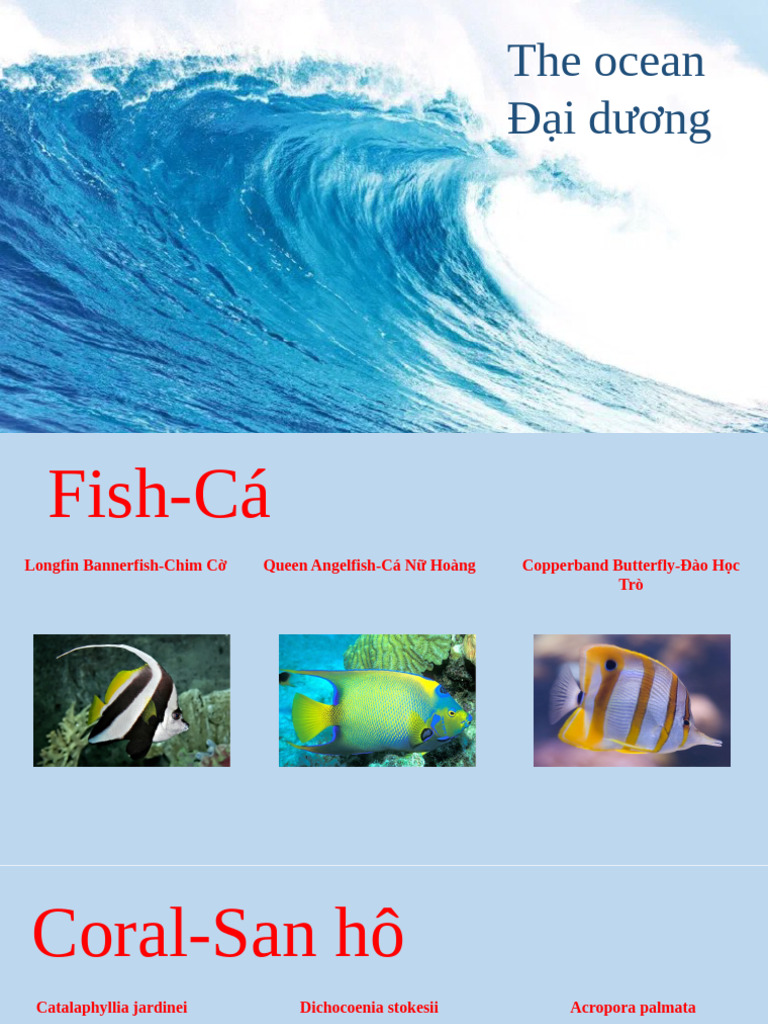 Bài The Ocean | PDF