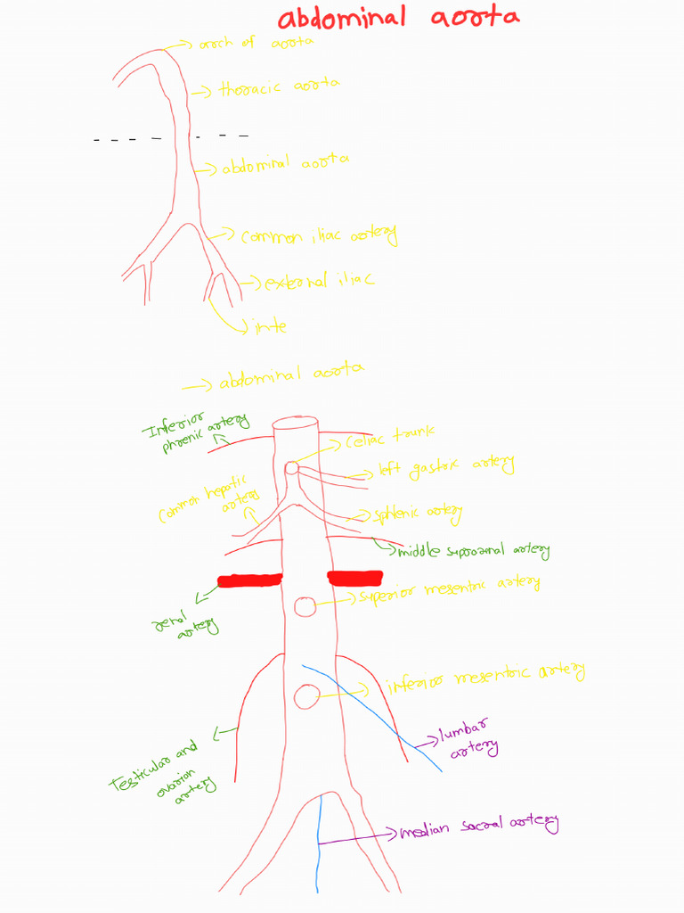 Abdominal Aorta - 250129 - 063941 | PDF
