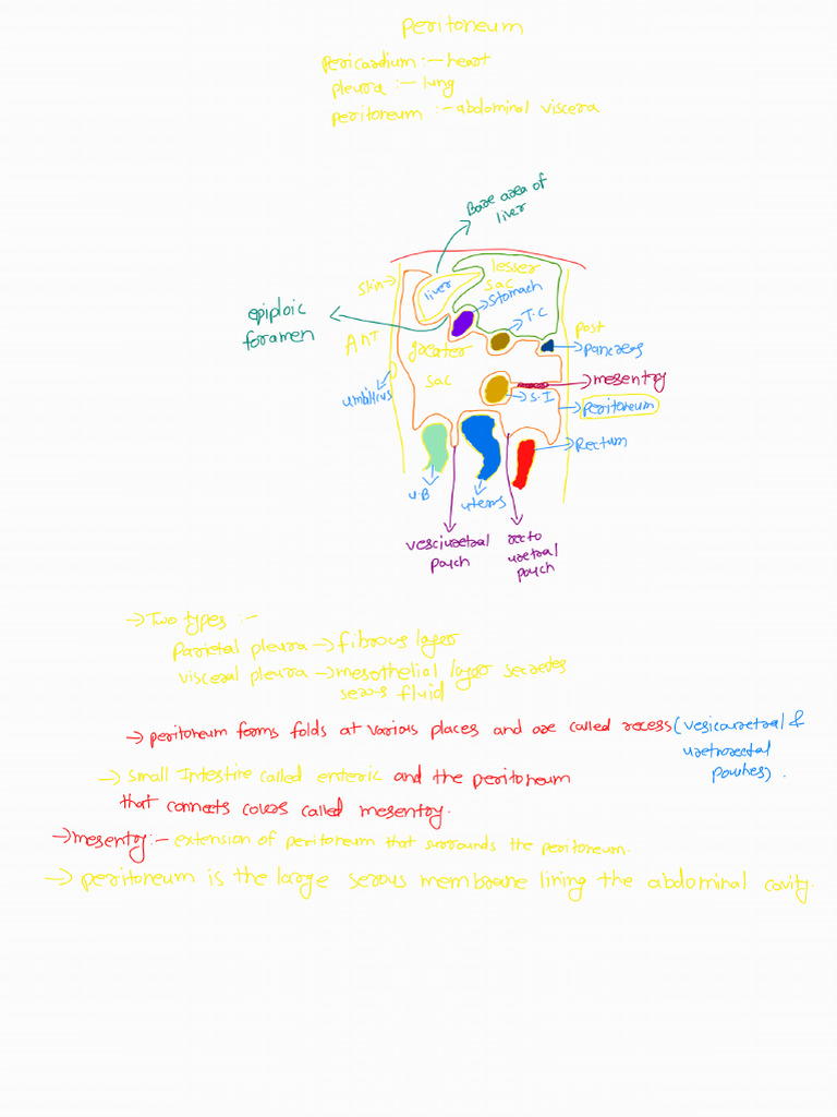 Peritoneum 250213 100821 | PDF