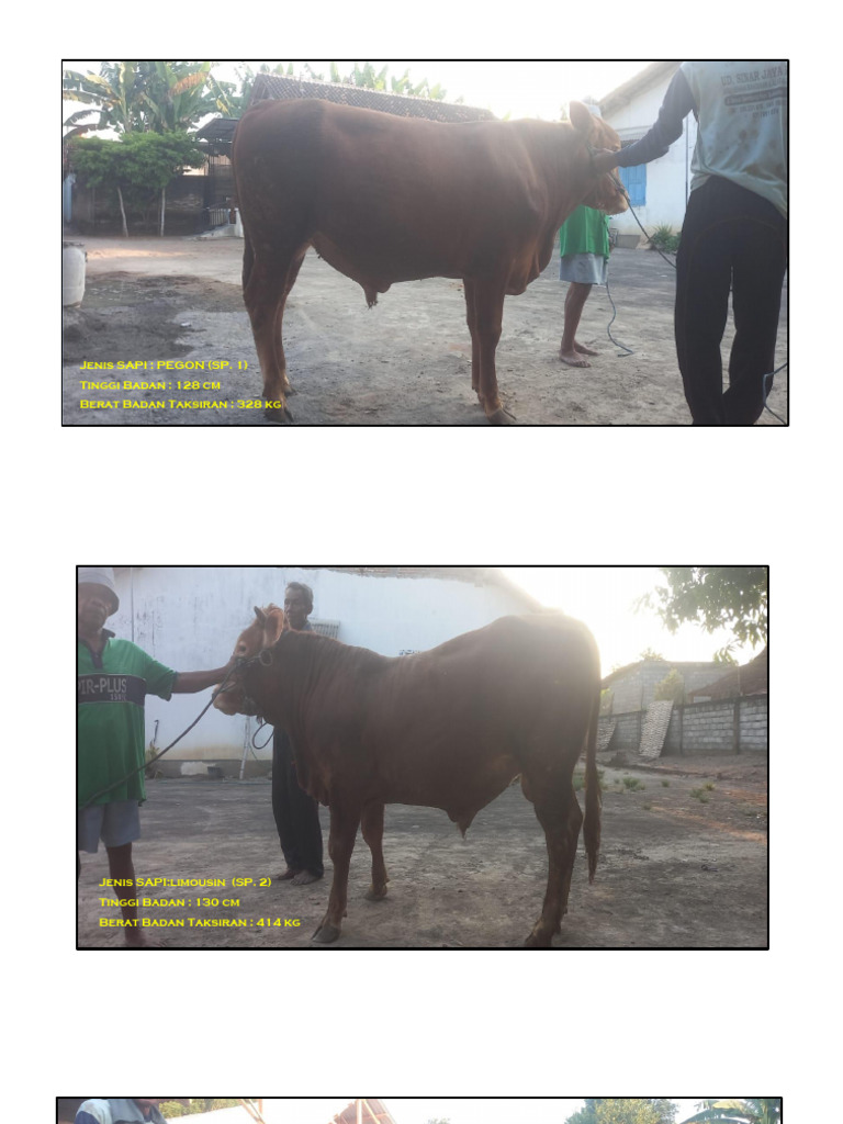 Brosur Sapi - New | PDF