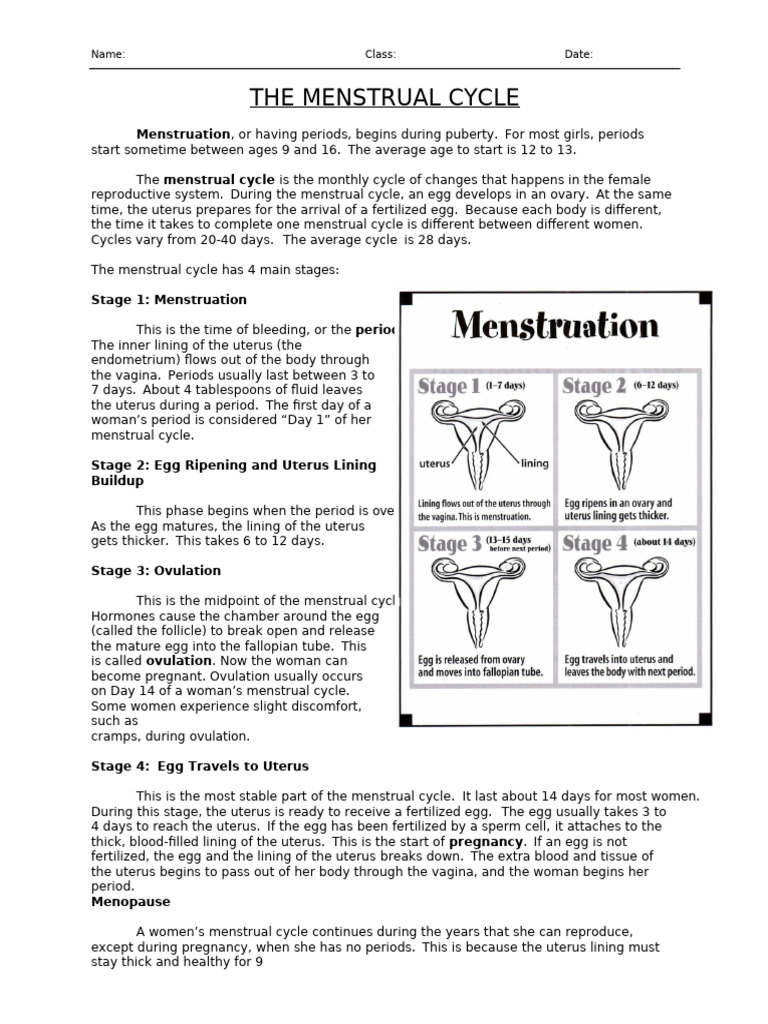 heredity_ch_6_menstrual_cycle_worksheet | PDF | Menstrual Cycle | Uterus