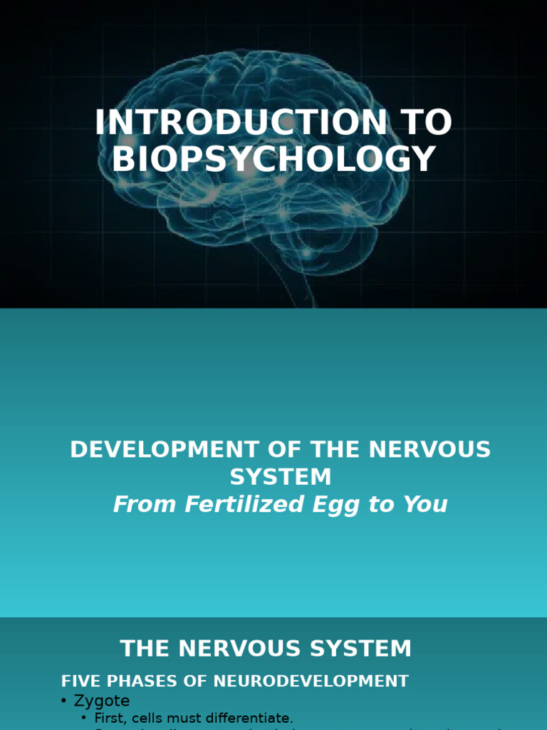 Biopsych - Lesson 4 | PDF | Nervous System | Neuroscience