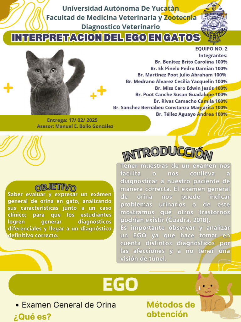 Interpretación del EGO en Gatos | PDF | Diabetes | Gatos