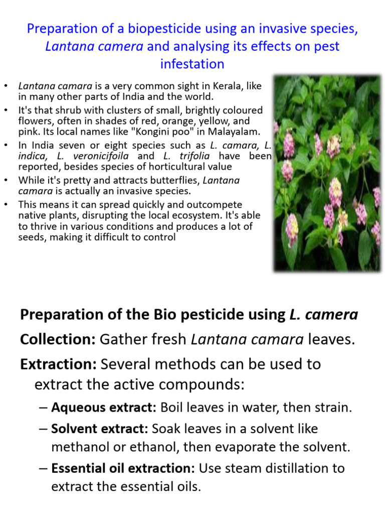 Preparation of A Biopesticide Using An Invasive Species, Lantana Camera ...