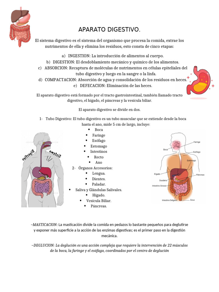 Aparato Digestivo Resumen. | PDF