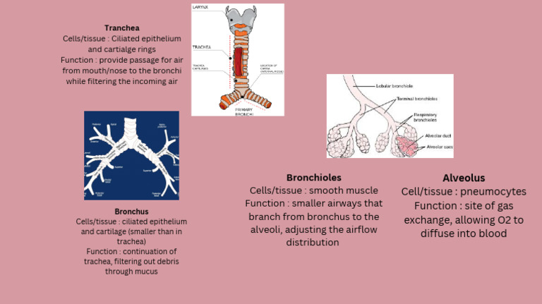 Bio Gas Exchange | PDF