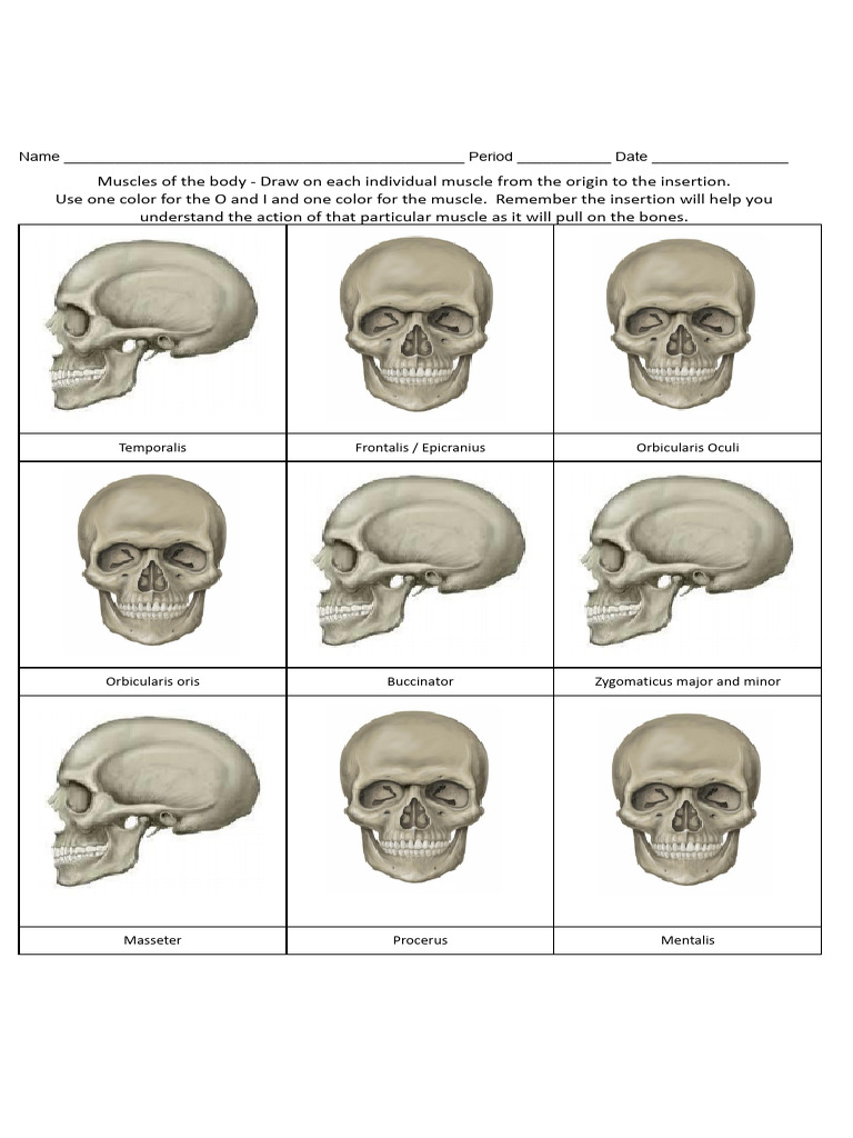 Edited 2025 Bone Pics For Muscle Drawings | PDF