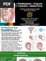 Decidua y Membranas Fetales | PDF | Placenta | Feto