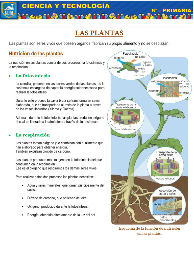 Ficha - Las Plantas | PDF | Plantas | Fotosíntesis