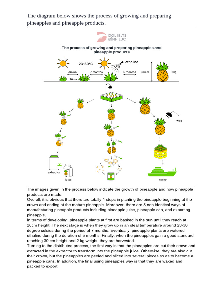 Ielts Pineapples | PDF