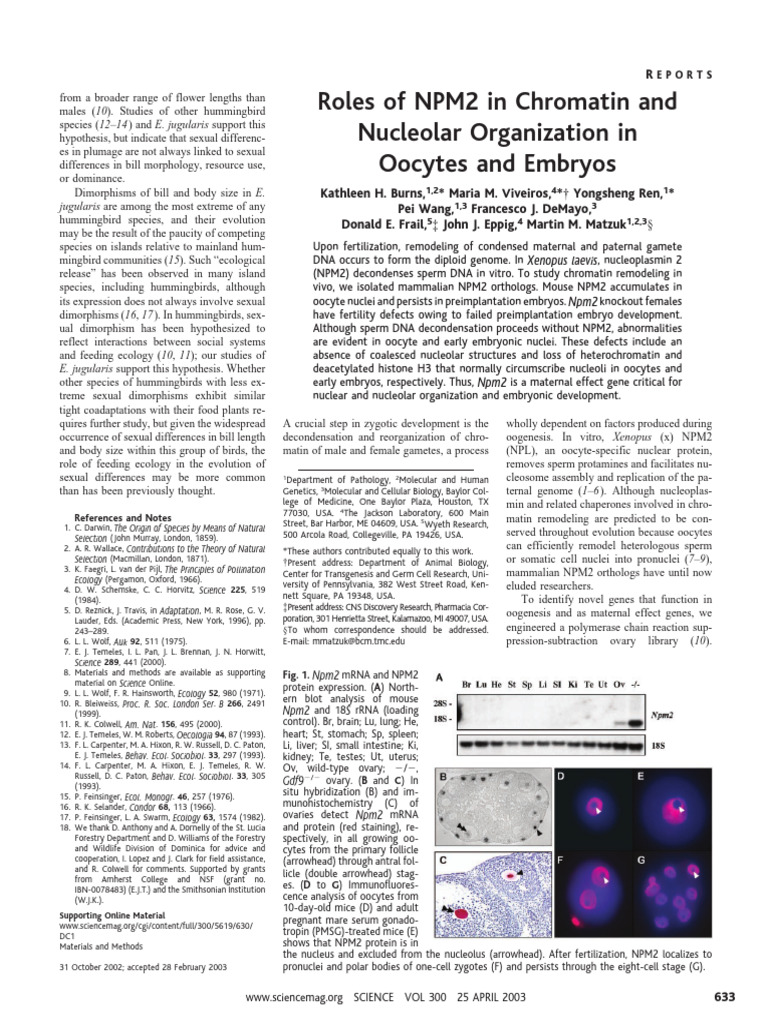 1-41.8 Roles of NPM2 in Chromatin and Nucleolar Organization in Oocytes ...