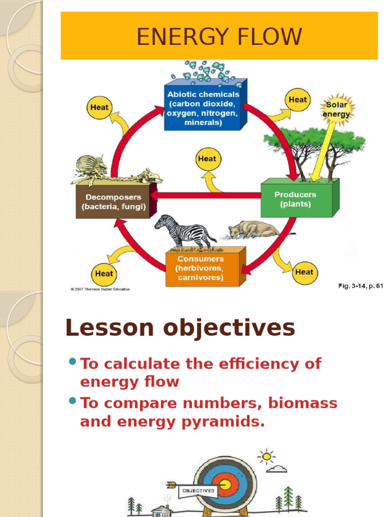 Understanding Energy Flow in Ecosystems | PDF | Foods | Biology