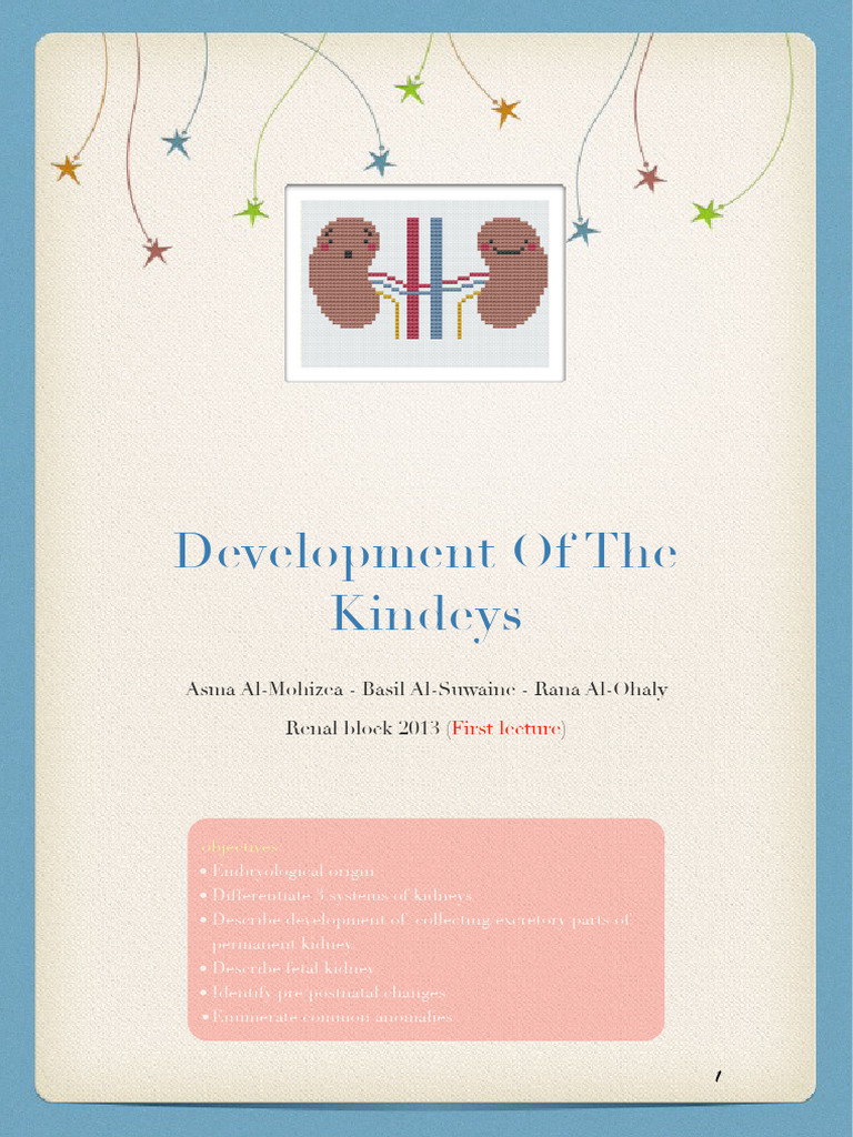 1) Development of Kidneys and Ureters | PDF | Kidney | Anatomy