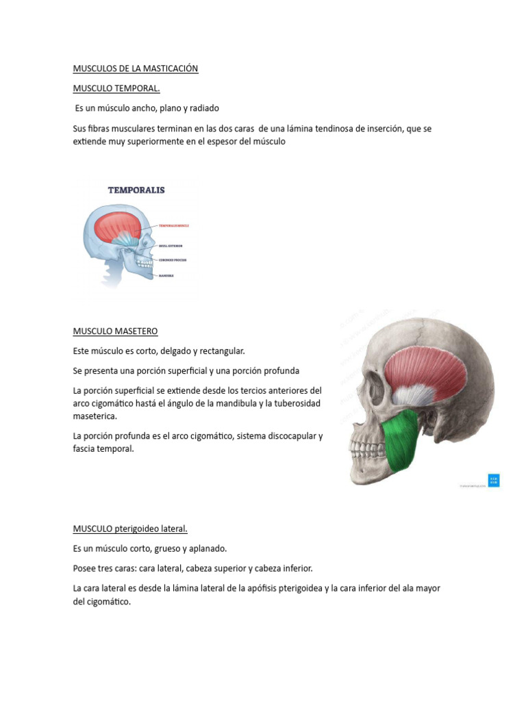 Anatomía del Músculo Masetero | PDF