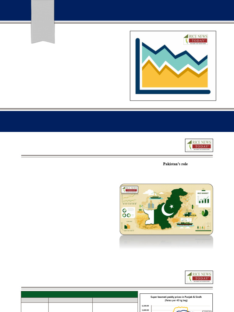 Punjab Paddy Prices 2024-25 Report | PDF | Rice | Paddy Field
