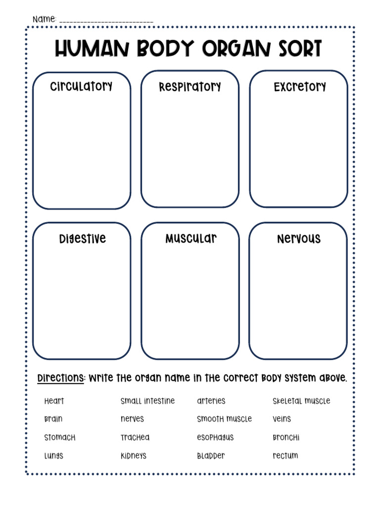 Human Body Organ Sort: Circulatory Excretory Respiratory | PDF