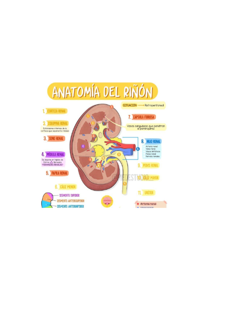 Anatomia de las partes del riñon | PDF