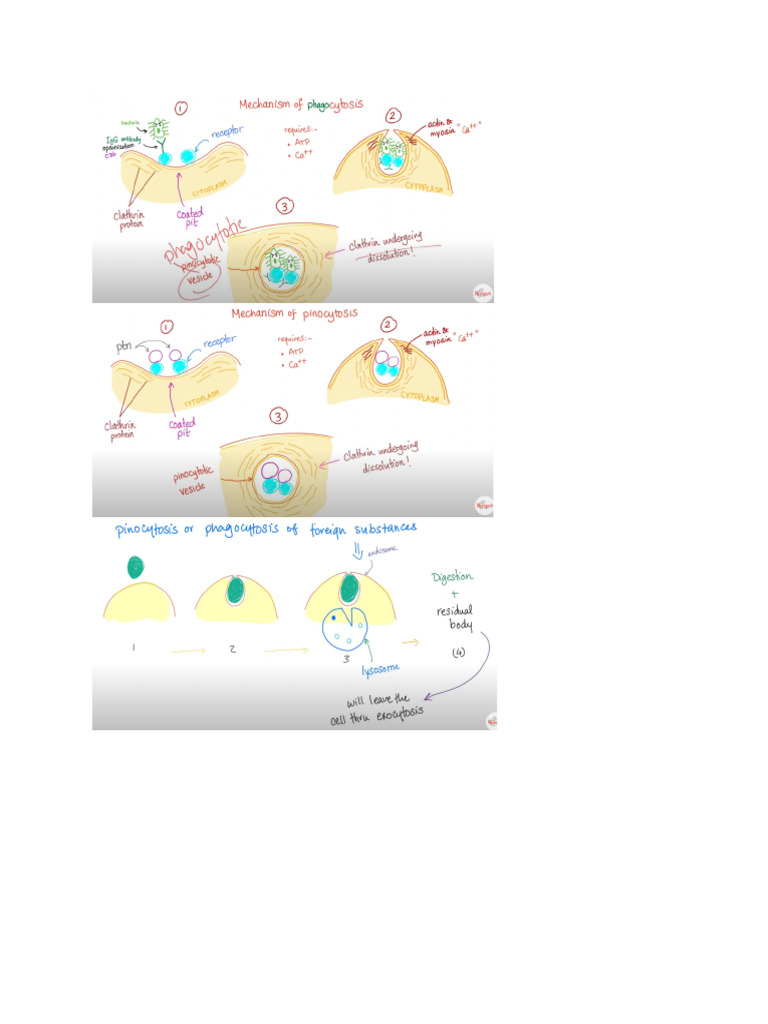 Vesicular Transport Illustration | PDF