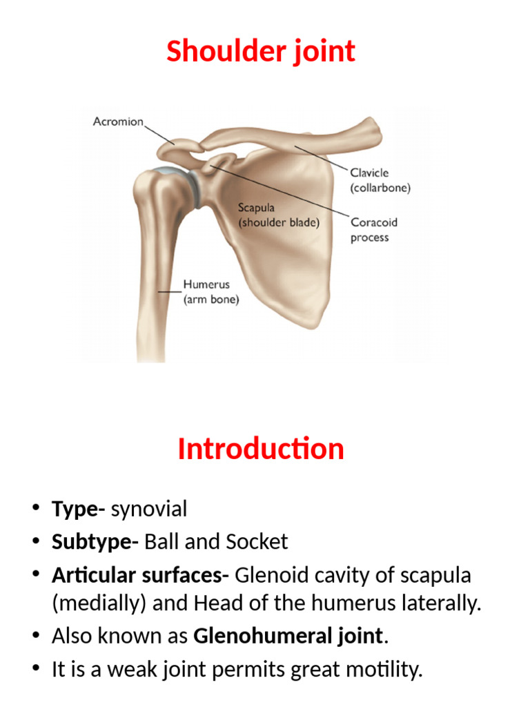 Shoulder Joint | PDF