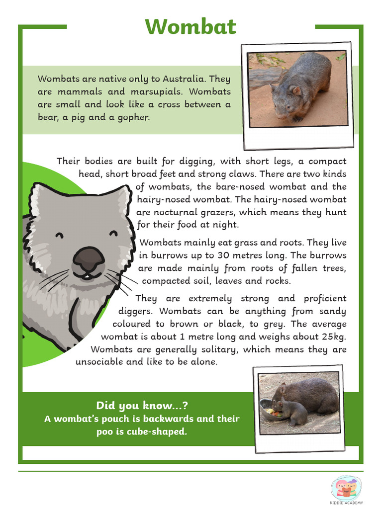 Wombat Fact File | PDF