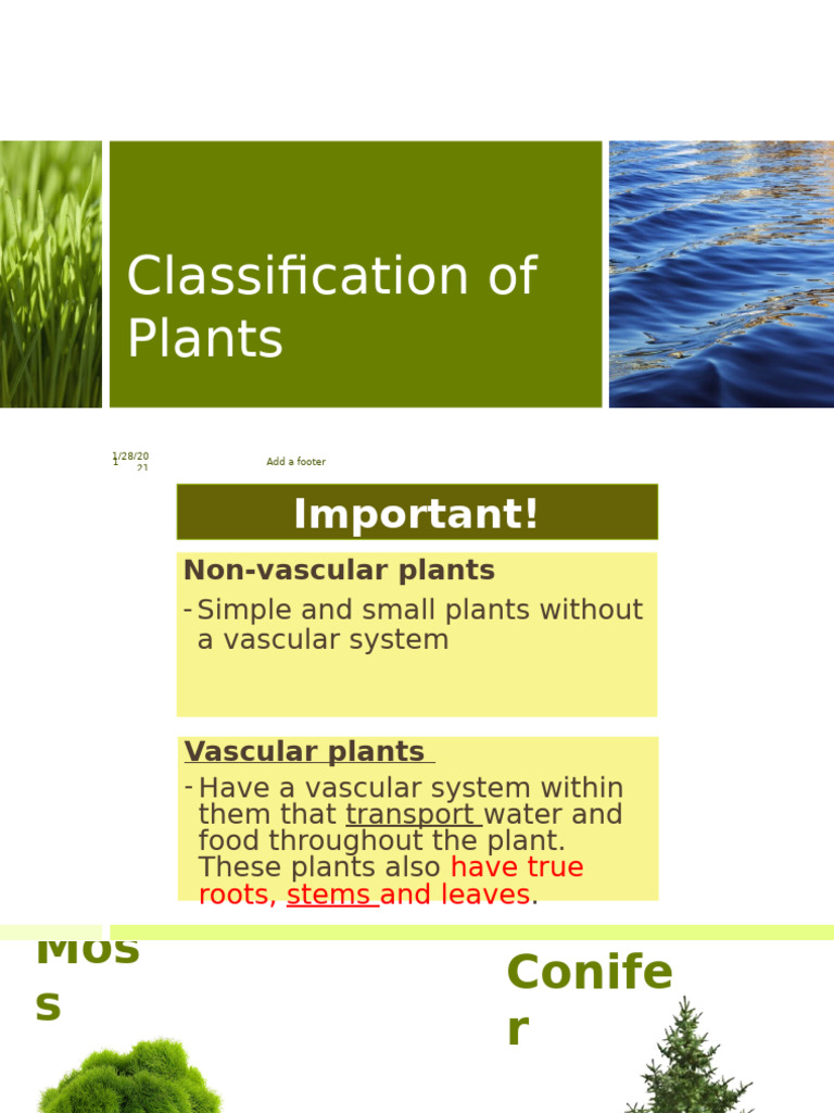 1.3 (T) Classification of Plants | PDF | Leaf | Plants