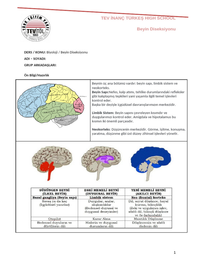 11MF- Deney Föyü (beyin diseksiyonu) | PDF