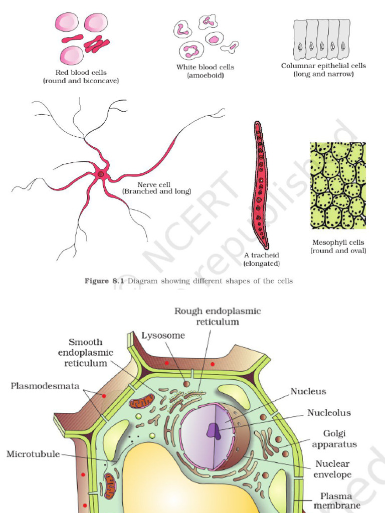 Cell (Diagrams & Questions) | PDF