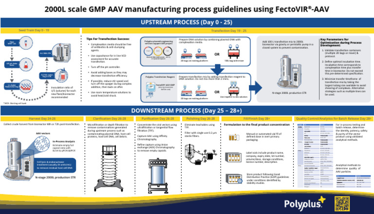 Polyplus Industrial Scale Manufacturing of AAV | PDF | Assay | Vector ...