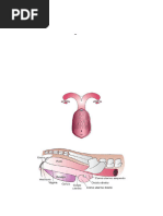Metrite e Endometrite em Bovinos: Guia Completo | PDF | Bactérias ...