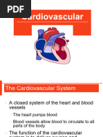 Fetal Pig Heart Dissection Guide | PDF | Heart | Heart Valve