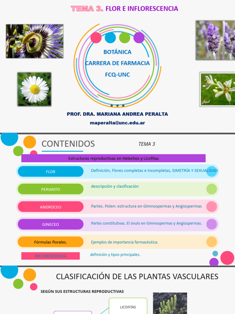 Estructura y Clasificación de Flores | PDF | Flores | Técnicas hortícolas