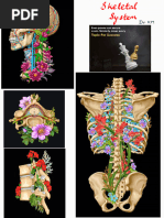 206 Human Bones Detailed Chart | PDF