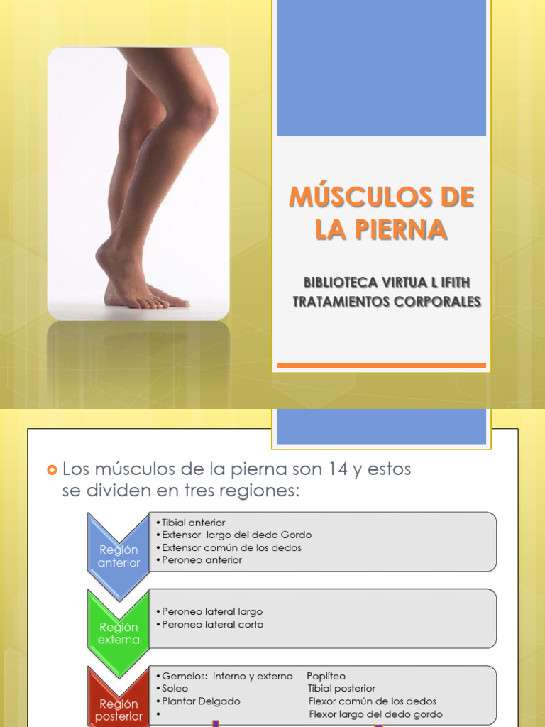 Analisis General de La Pierna | PDF | Pie | Anatomía del miembro inferior