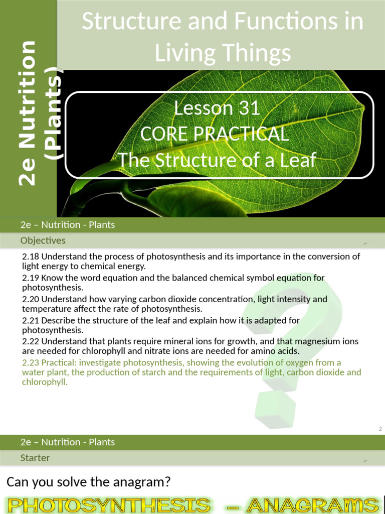 L31 Core Practical - Leaf Structure LMCD | PDF | Leaf | Stoma