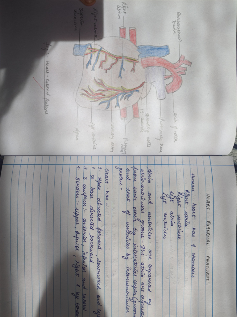 Anatomy Practical 3 | PDF