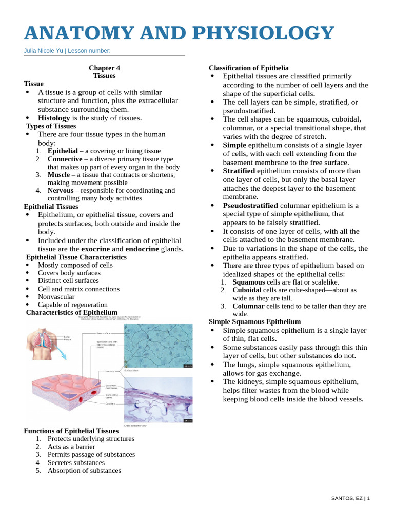 Anatomy and Physiology Handout 4 | PDF | Epithelium | Connective Tissue