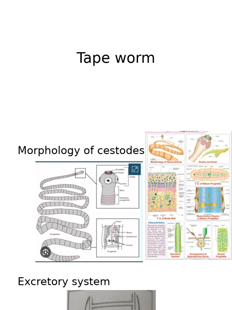 Tape Worm | PDF