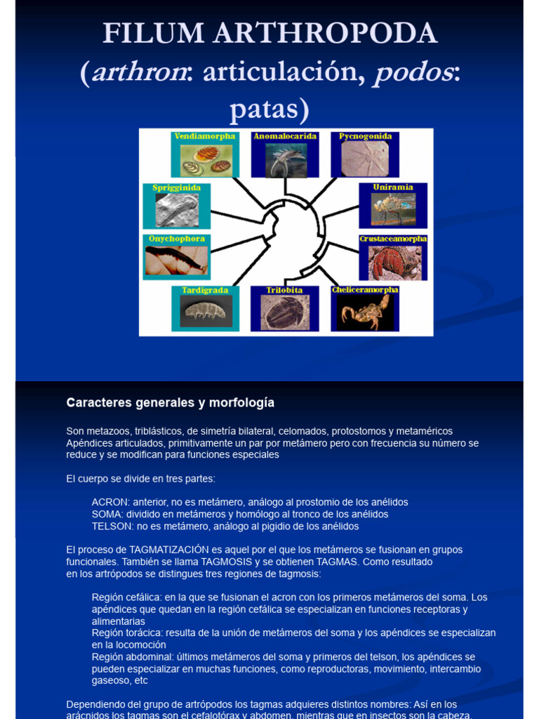 Artr Podos General 2024 | PDF | Artrópodos