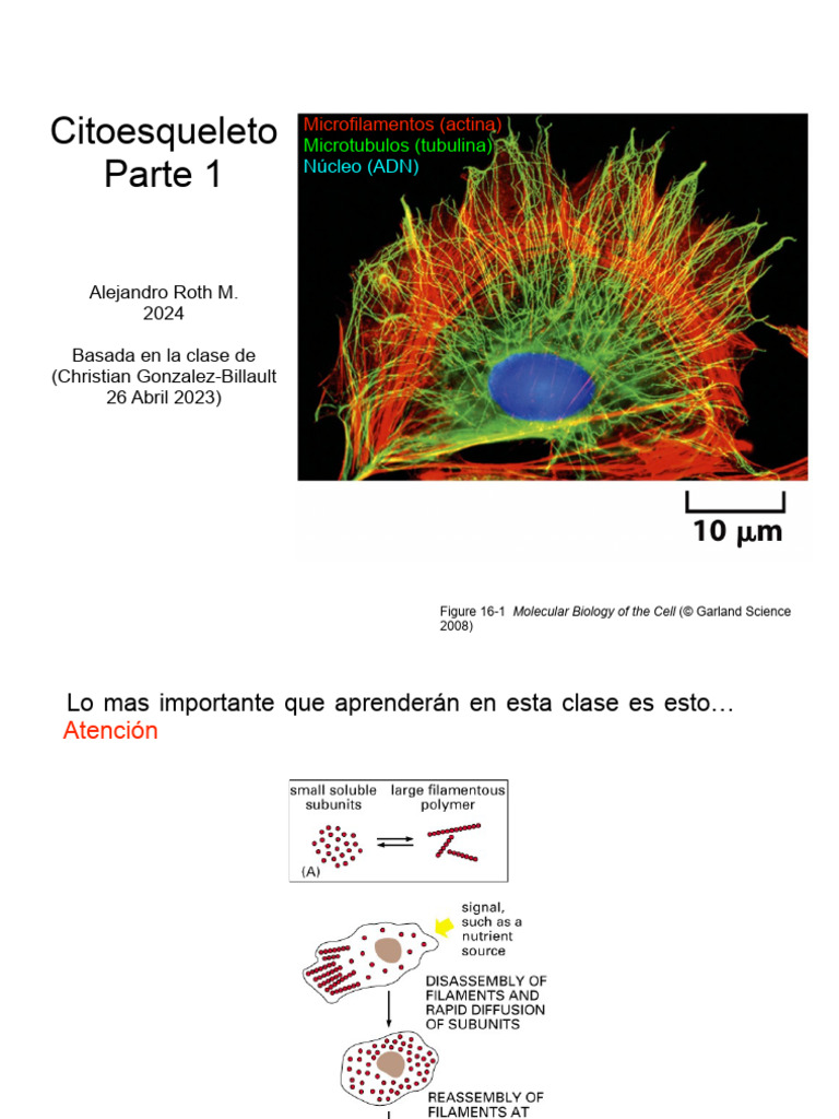 Citoesqueleto | PDF | Microtúbulos | Actina
