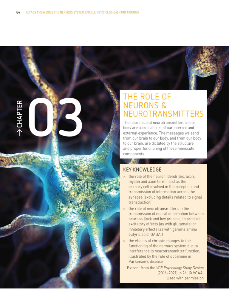 Neurons and Neurotransmitters Explained | PDF | Synapse | Chemical Synapse