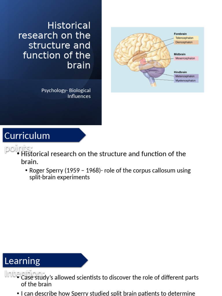 Roger Sperry's Split-Brain Research | PDF | Lateralization Of Brain ...