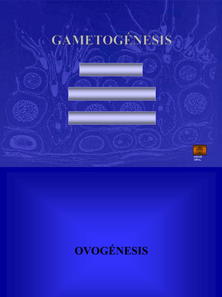 01-Gametogénesis | PDF | Testículo | Sistema reproductivo