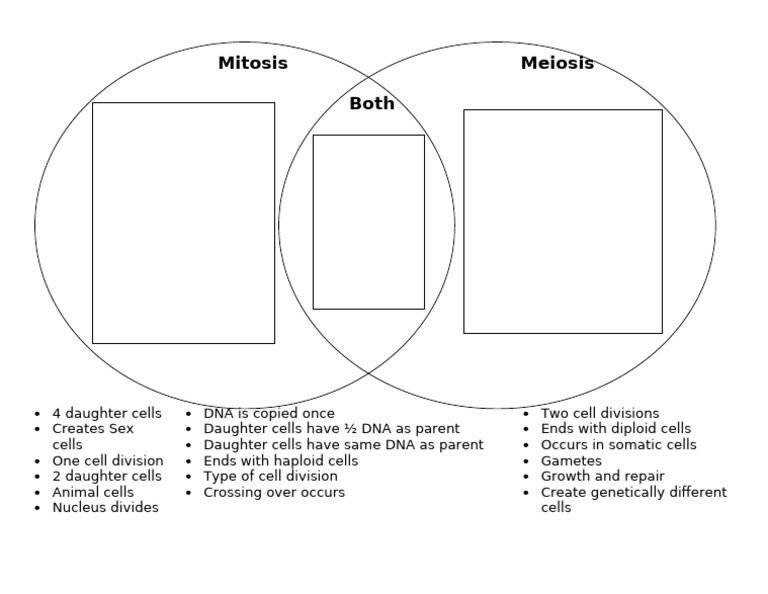 Mitosis Meiosis Venn Diagram 2023-24 | PDF