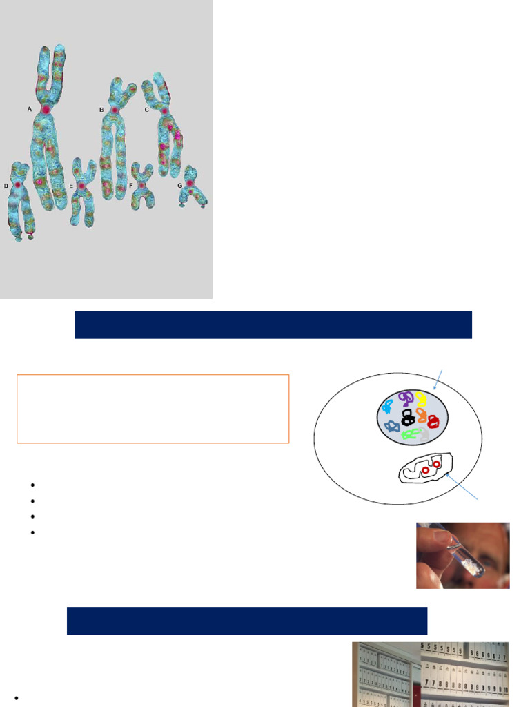 mcb1_03_04_genome_2023 | PDF | Transposable Element | Intron