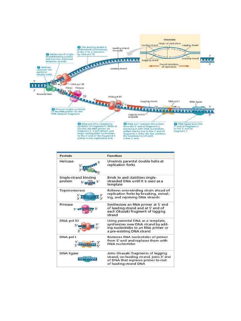 DNA Replication Handout | PDF