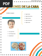 Diapositivas de Regiones de La Cara | PDF | Anatomía humana | Anatomía