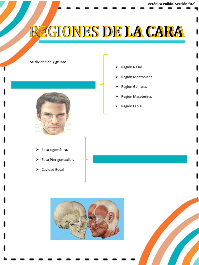 Regiones de La Cara | PDF | Nariz humana | Labio